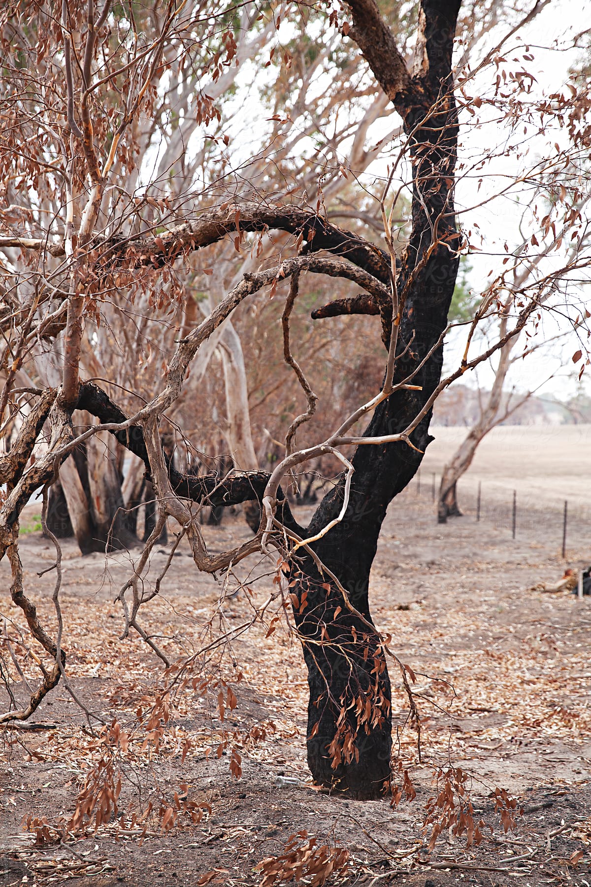 "Aftermath Of A Bushfire In Australia" by Stocksy Contributor "Natalie ...