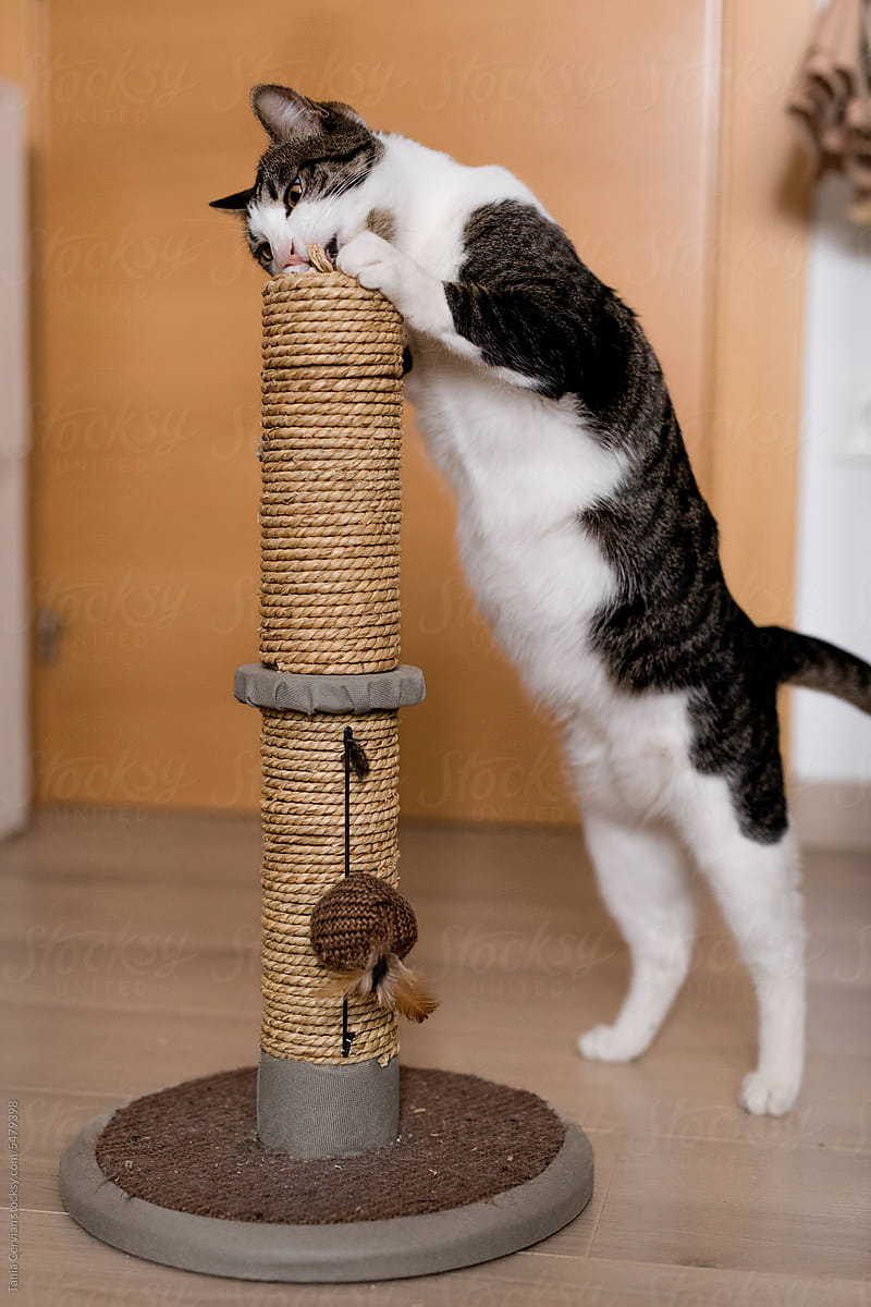"Adult Cat Using A Scratching Post" by Stocksy Contributor "Tania ...