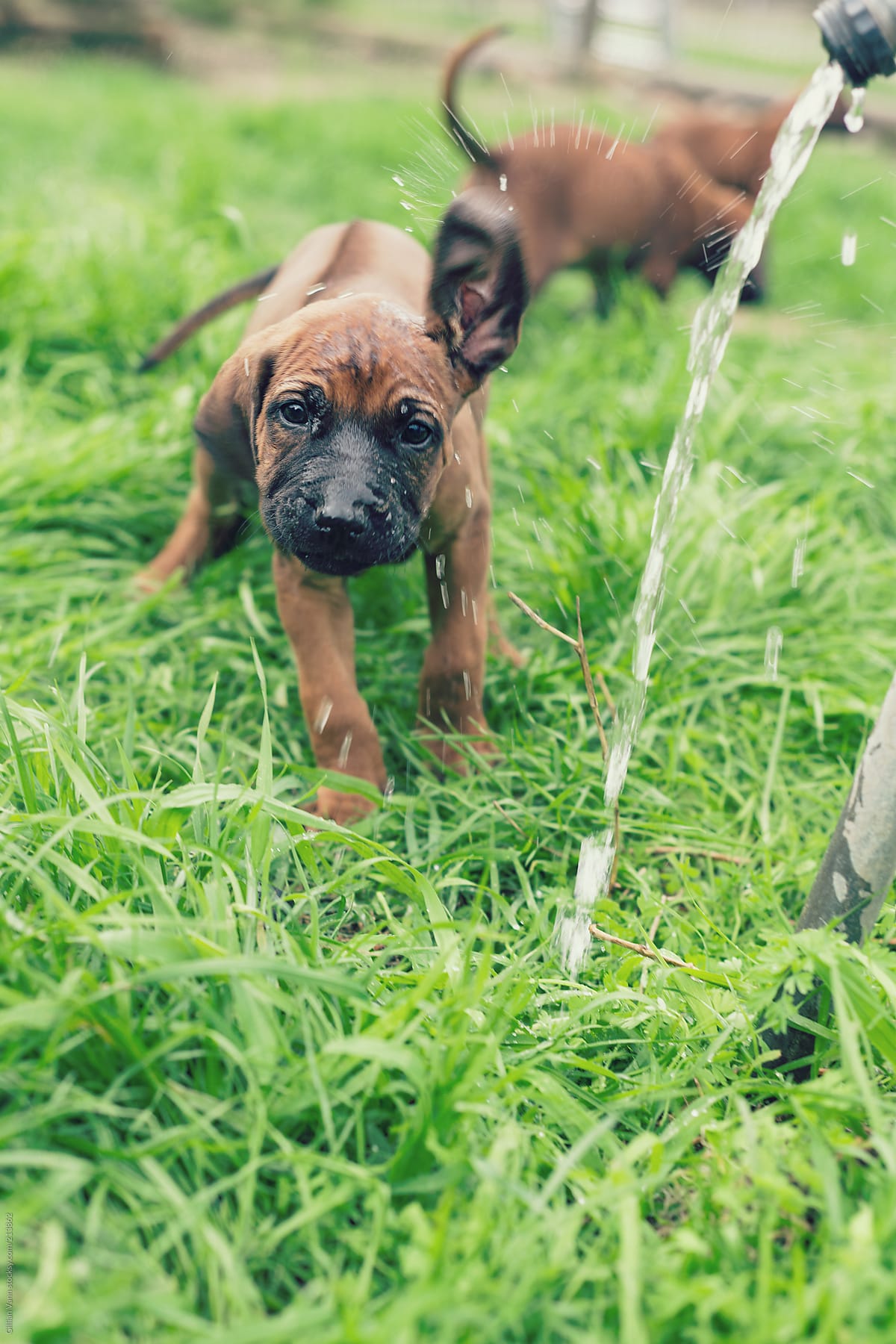 "Puppy With Water, Shaking Head" by Stocksy Contributor "Gillian Vann ...
