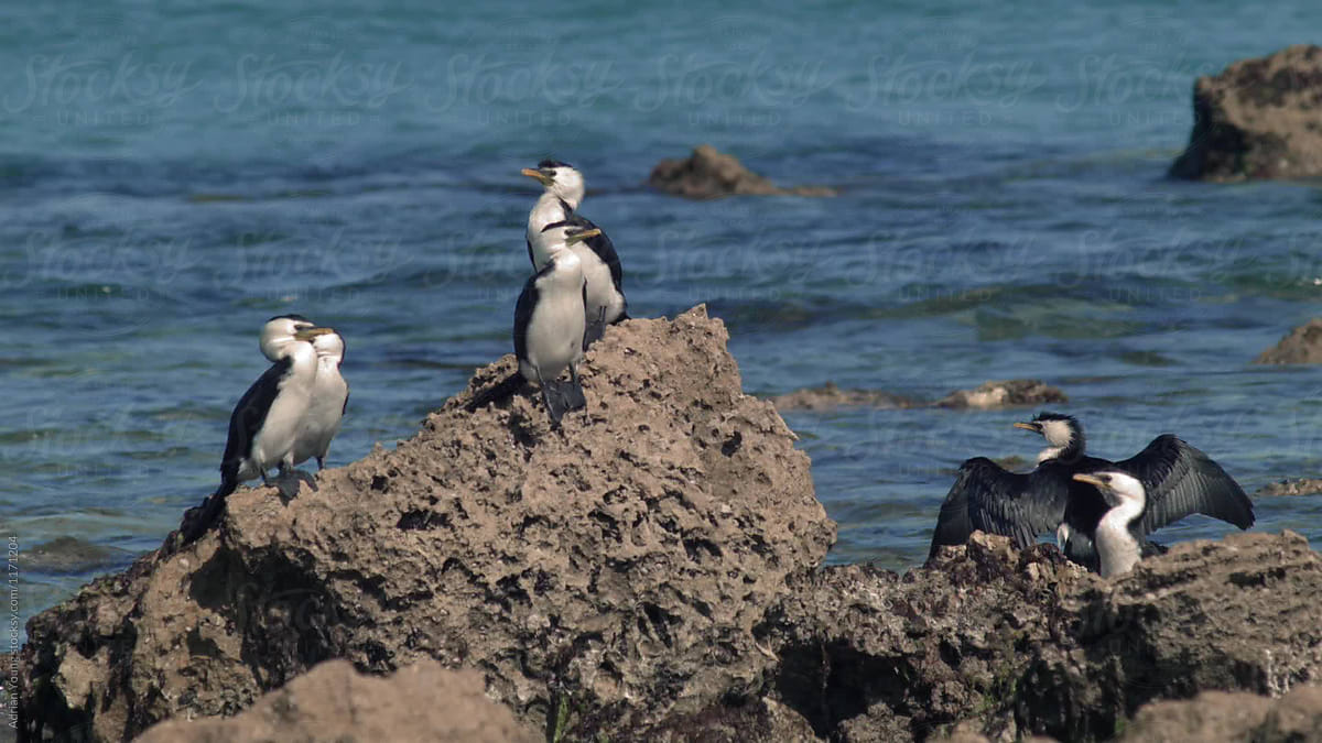 "Flock Of Pied Cormorant Birds In Perth" by Stocksy Contributor "Adrian ...