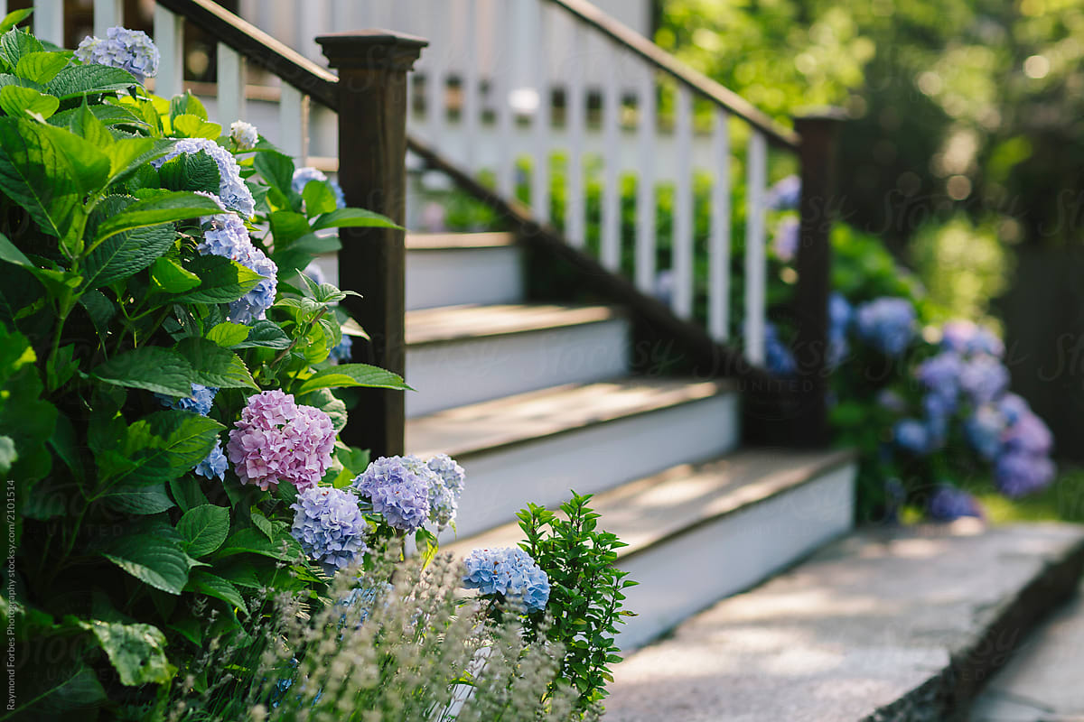 "Stairway Porch In Morning Sunlight With Hydrangea" by Stocksy ...