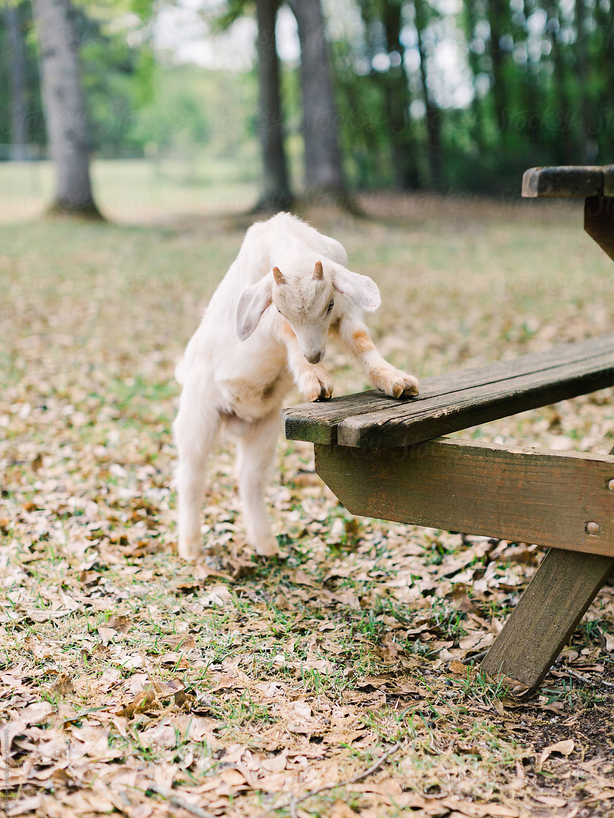 "Baby Goat Jumping" by Stocksy Contributor "Ali Harper" - Stocksy