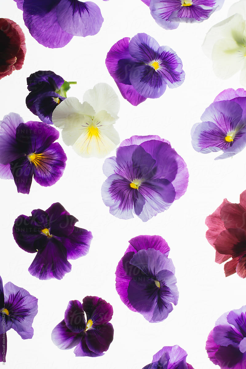 "Edible Purple Flowers" by Stocksy Contributor "Kristin Duvall" - Stocksy