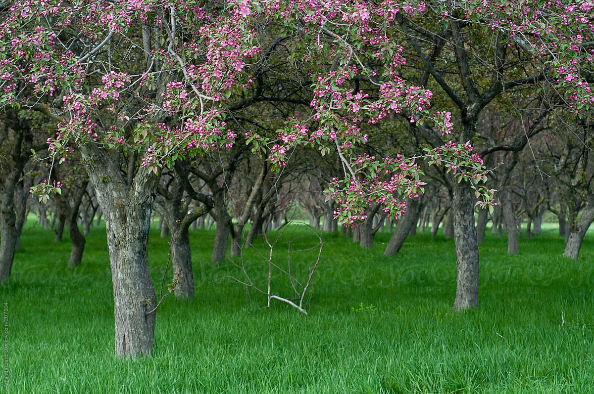 "Apple Orchard In Spring" by Stocksy Contributor "Amanda Large" - Stocksy