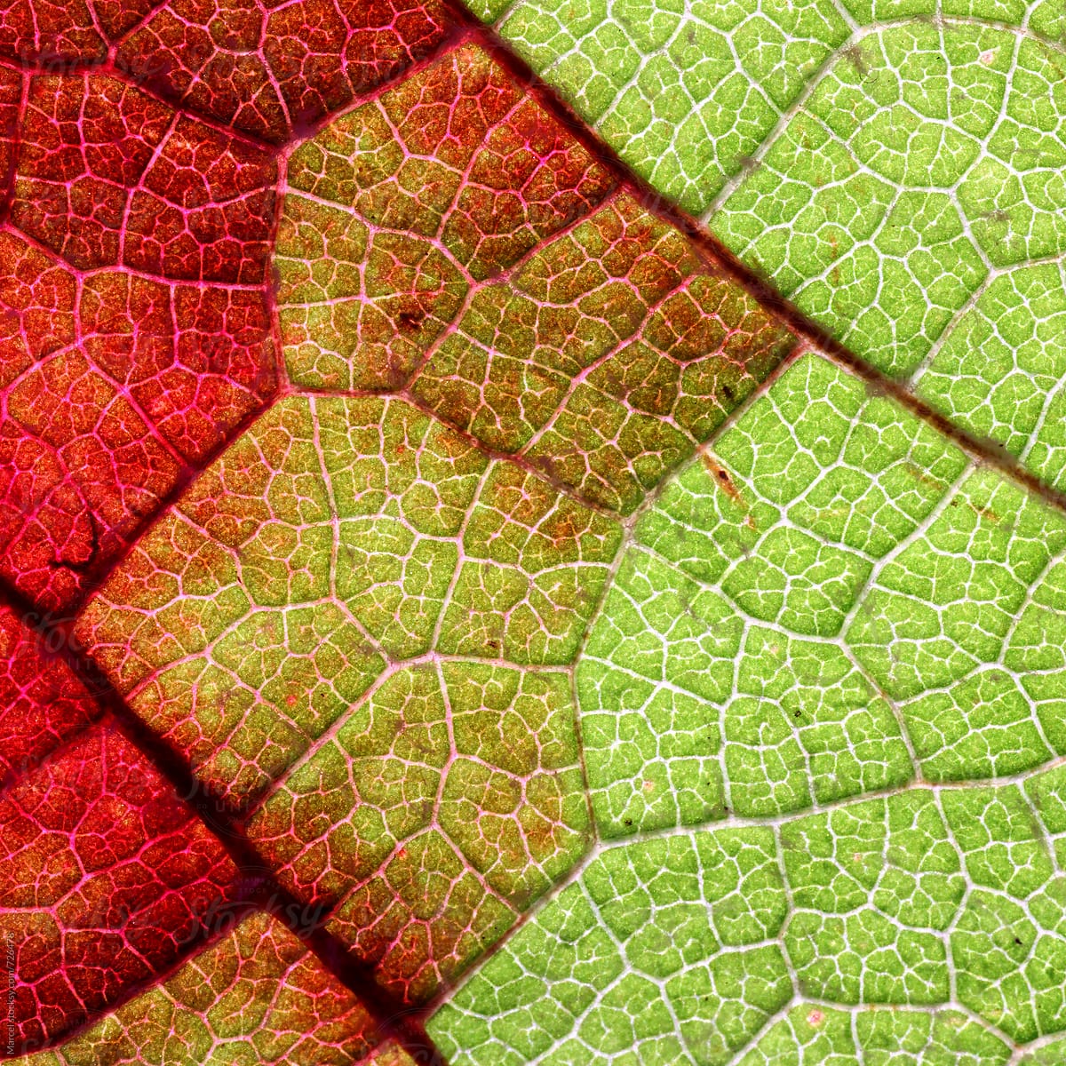 "Grapevine Leaf Turning Red In Autumn" by Stocksy Contributor "Marcel ...