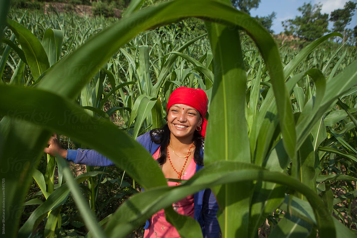 "A Young Woman Working In A Corn Field." by Stocksy Contributor ...