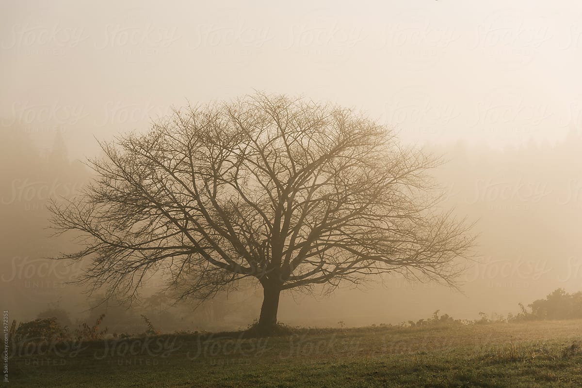 "Fallen Leaf Cherry Blossom Tree Form In The Mist" by Stocksy ...