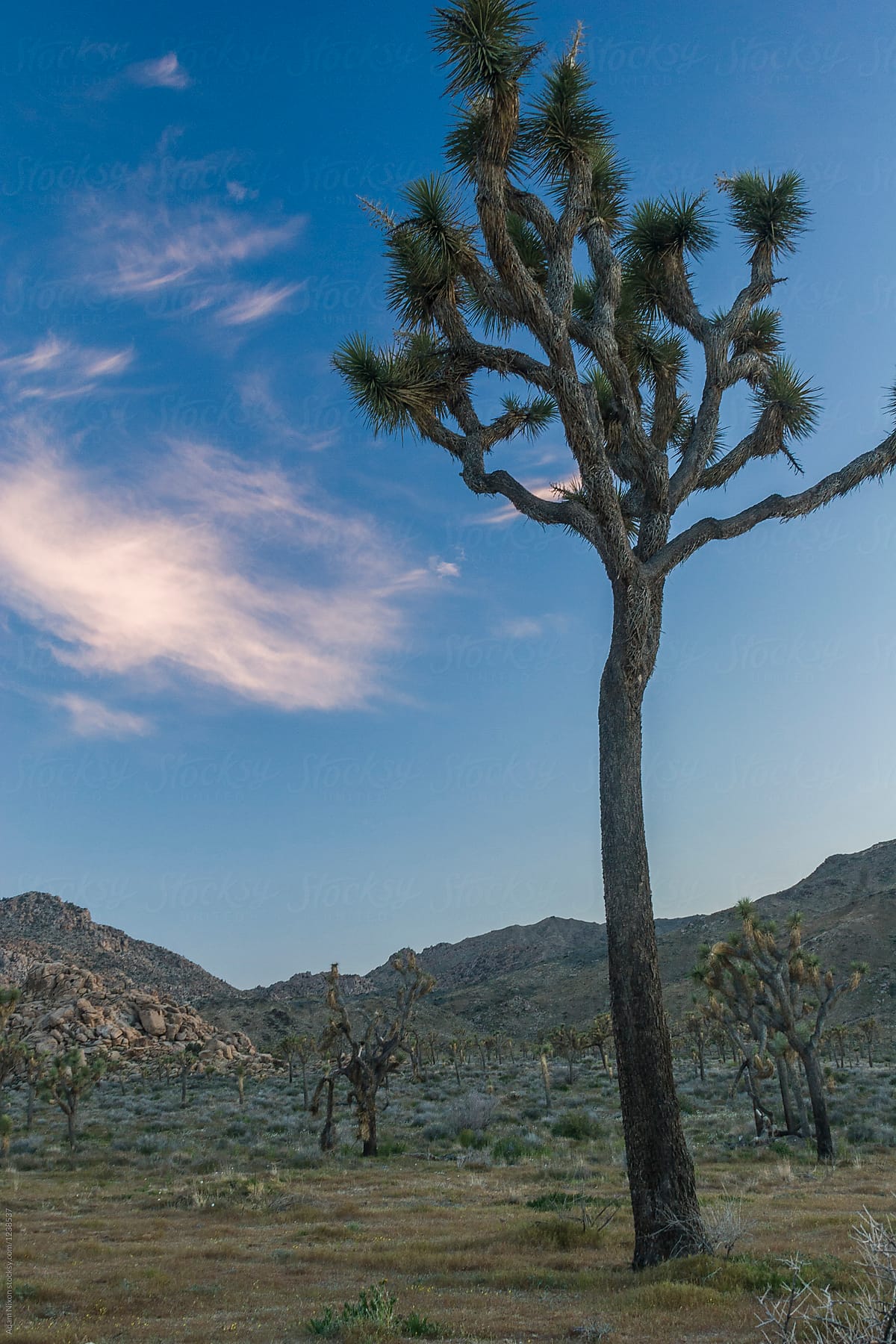 "Joshua Tree National Park At Sunset" by Stocksy Contributor "Adam ...