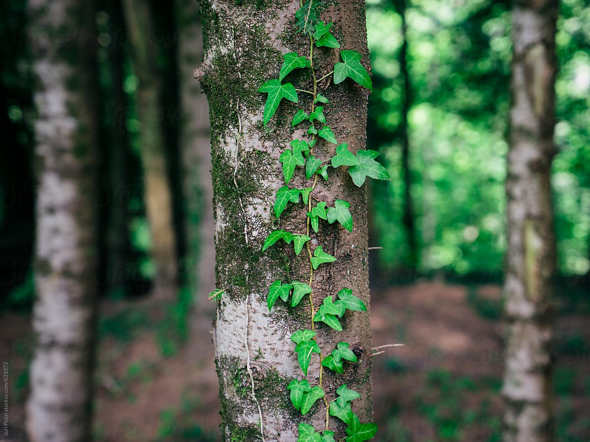 "Ivy Is Climbing On A Tree Trunk" by Stocksy Contributor "Studio ...