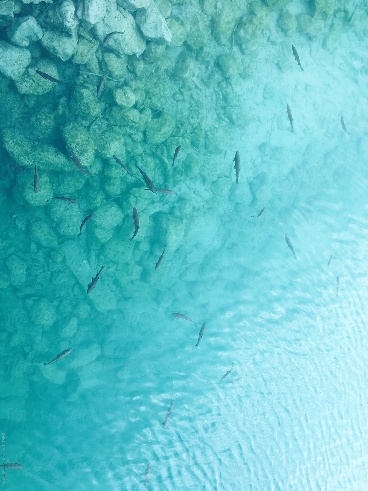 "Fish In A Clear Blue Lake" by Stocksy Contributor "Anna Malgina" - Stocksy
