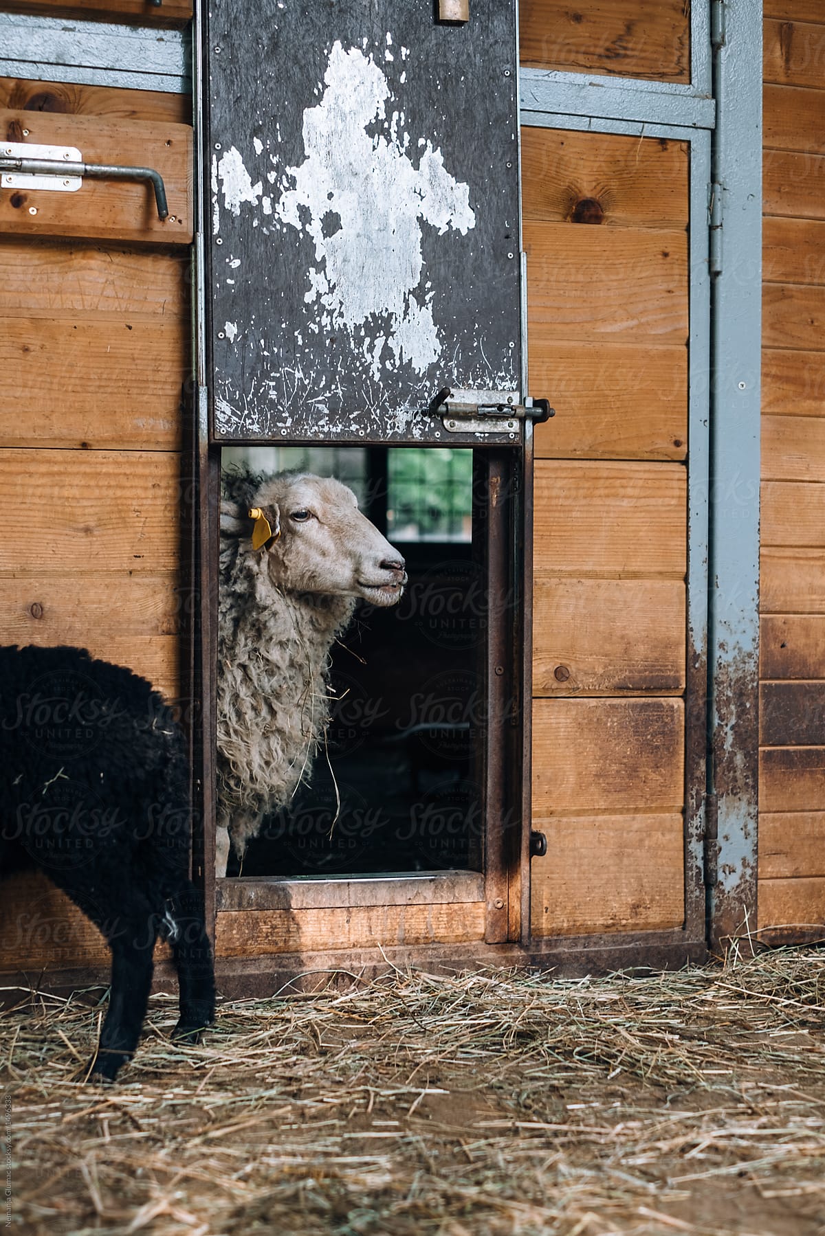 "Domestic Goat In A Barn" by Stocksy Contributor "Nemanja Glumac" - Stocksy