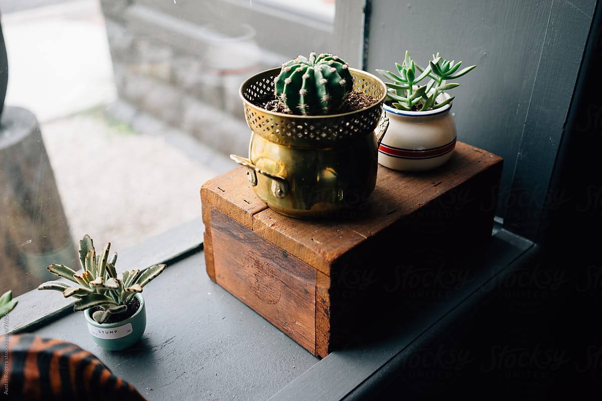 "Window Display With Plants" by Stocksy Contributor "Austin Rogers ...