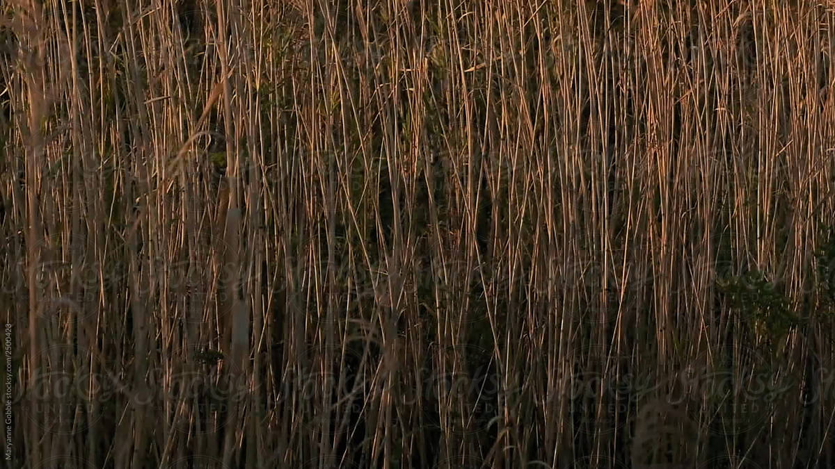 "Autumn Reeds In Wetland" by Stocksy Contributor "Maryanne Gobble ...