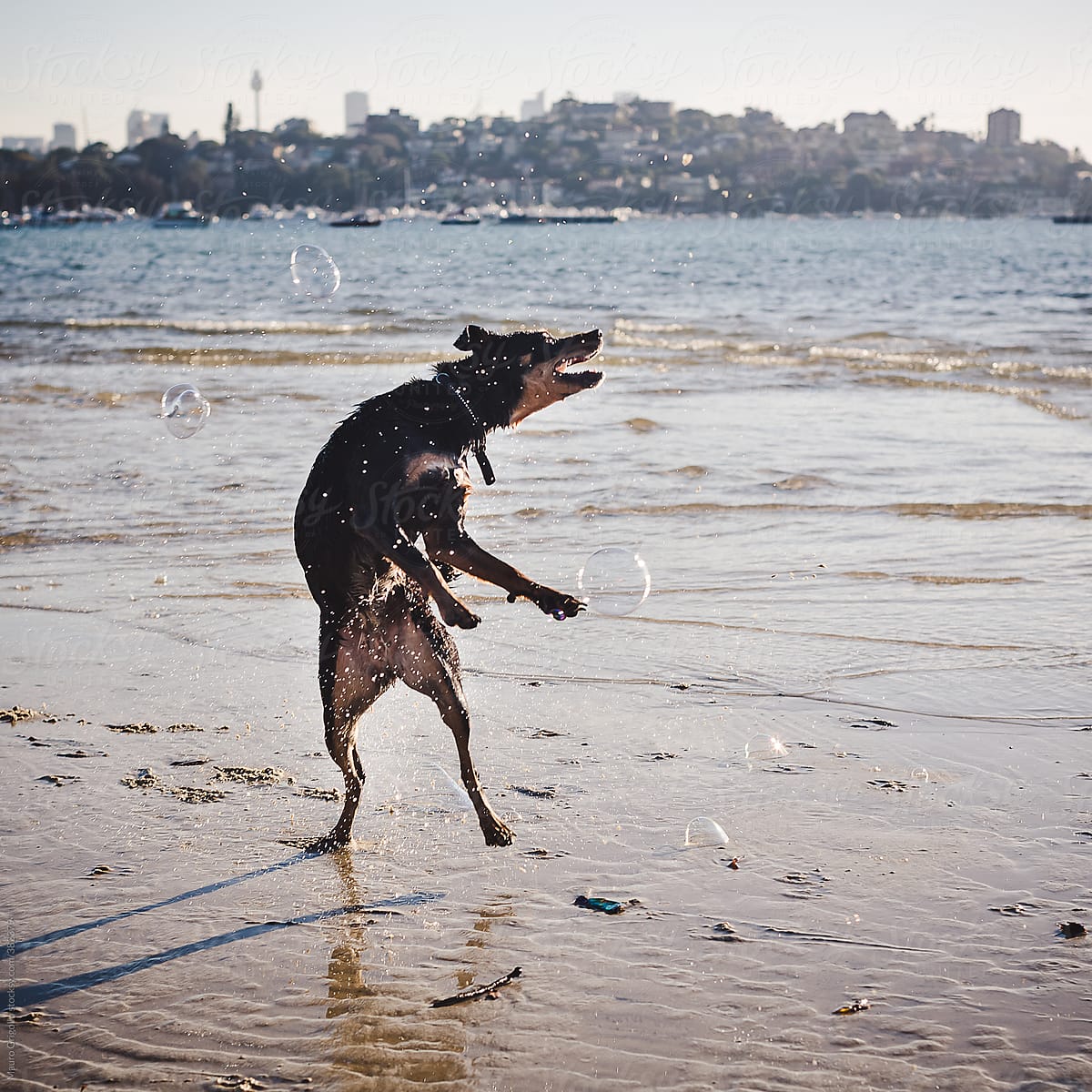 "Dogs Playing On The Beach At Sunset" by Stocksy Contributor "Mauro ...