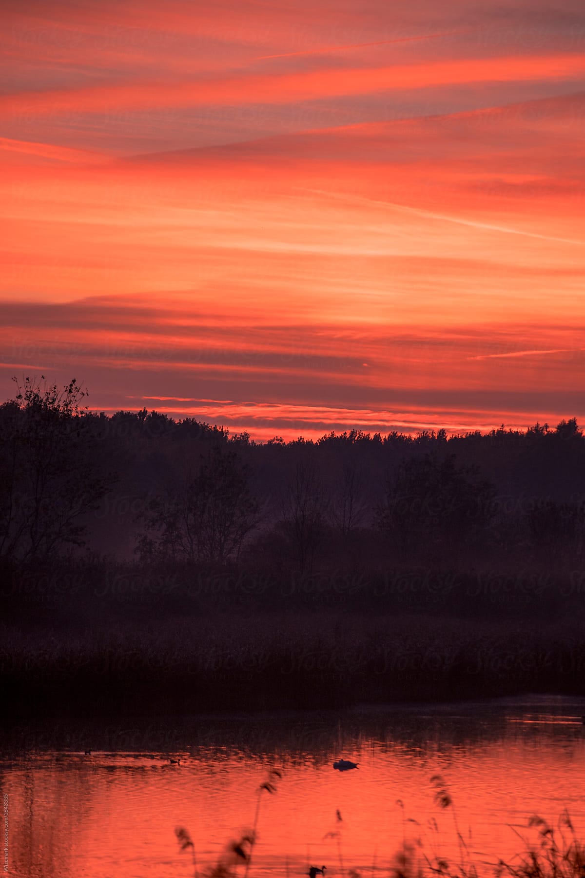 "Swamp, Lake During Dramatic Morning Sunrise Colors" by Stocksy ...