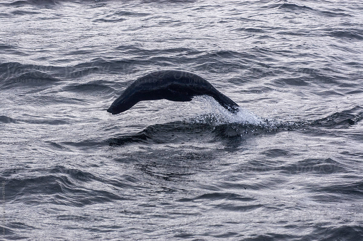 "A Female Seal Plays In The Water" by Stocksy Contributor "Hakan ...