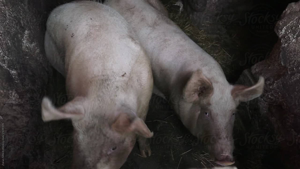 "PIG PALS" by Stocksy Contributor "Zoran Milich" - Stocksy