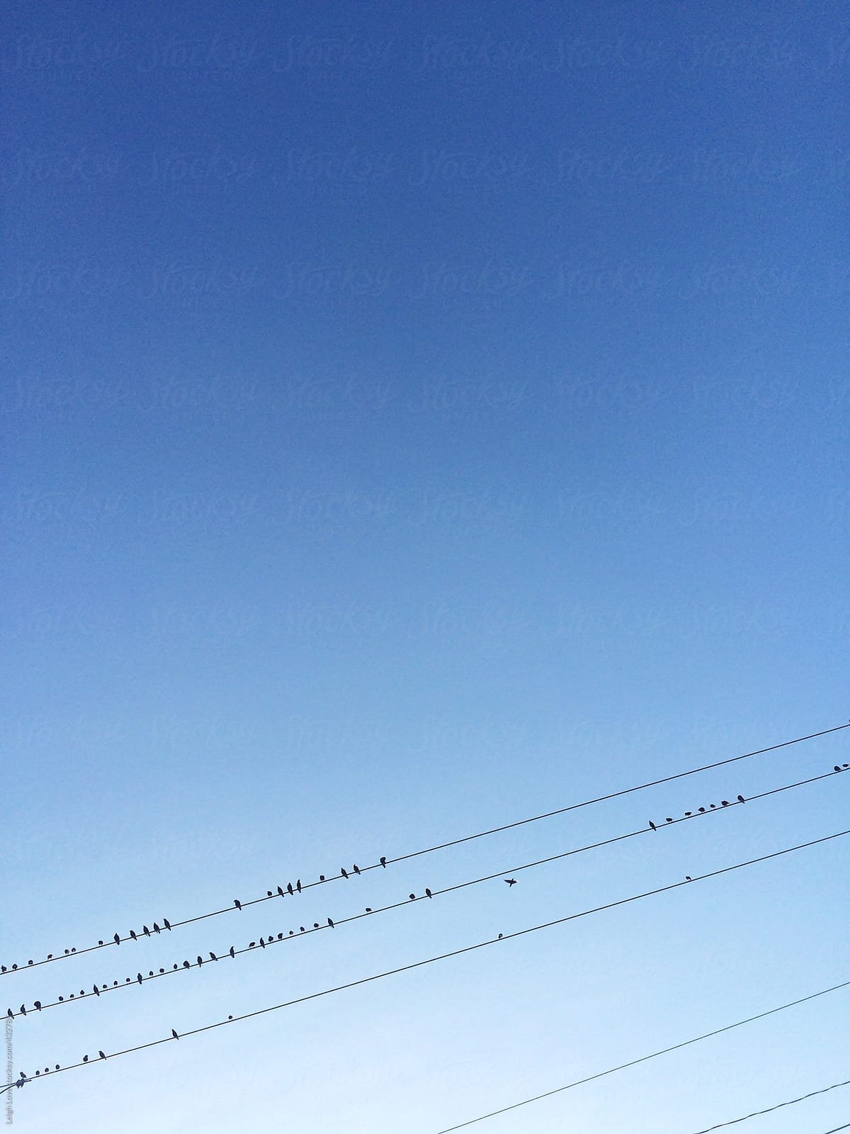 "Birds On A Wire And Blue Sky" by Stocksy Contributor "Leigh Love ...