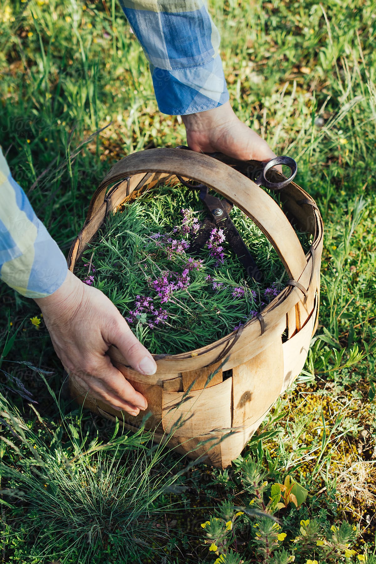 "Picking Rosemary And Thyme Herbs" by Stocksy Contributor "Sibila and ...