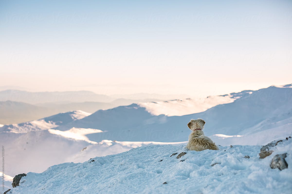 "Dog In Snowcovered Mountain Landscape" by Stocksy Contributor "Akela ...
