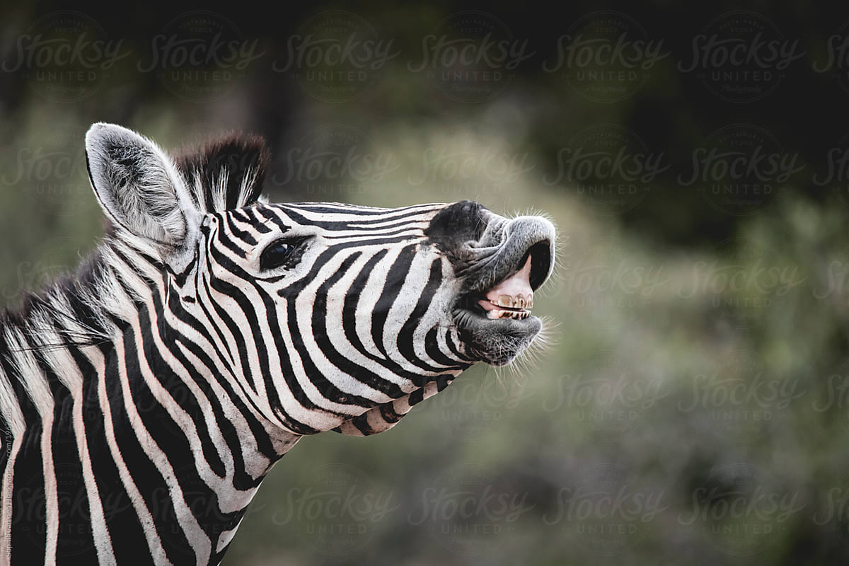 "Spotting Zebras" by Stocksy Contributor "Sophia Van Den Hoek" - Stocksy