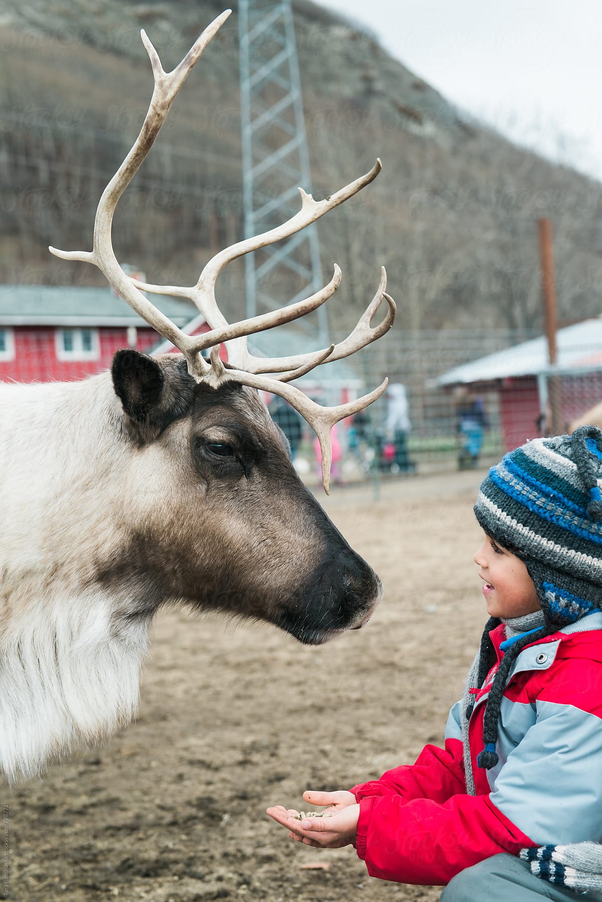 "A Connection Between A Boy And A Reindeer" by Stocksy Contributor ...