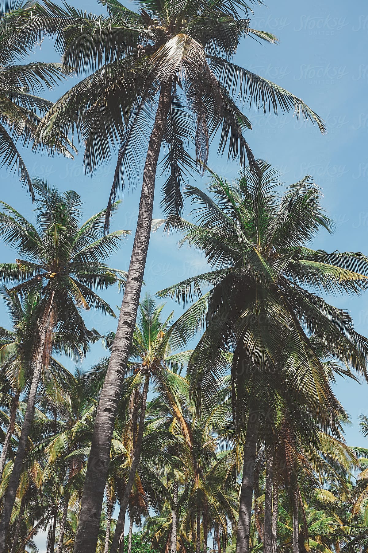 "Tropical Coconut Palms" by Stocksy Contributor "Eugenia Bakanova ...