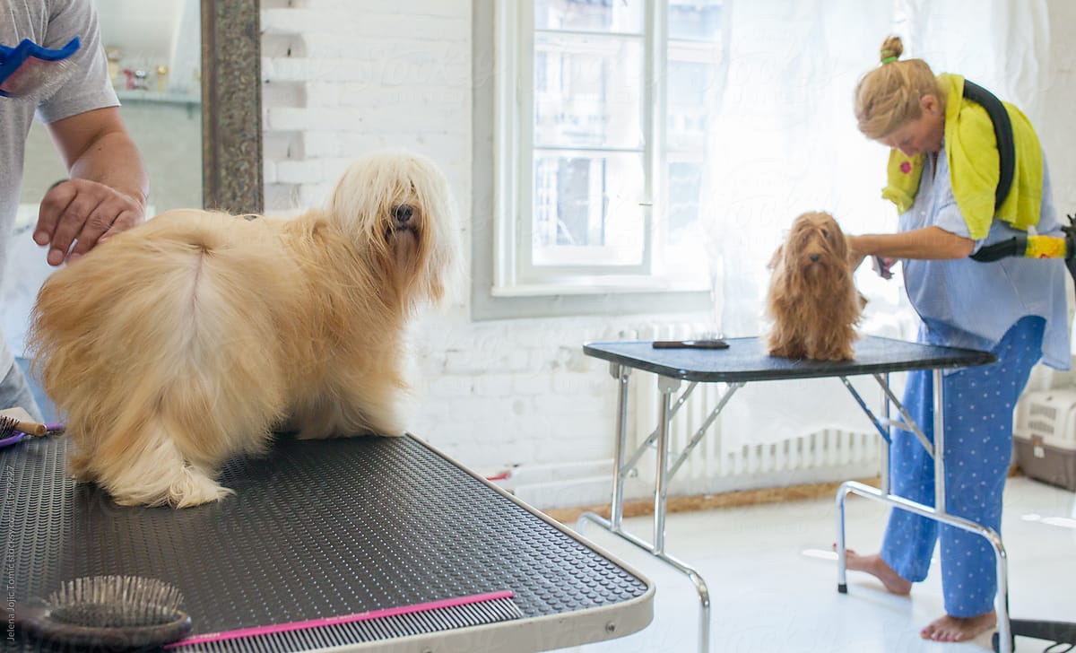 "Dogs At Grooming Salon" by Stocksy Contributor "Jelena Jojic Tomic ...