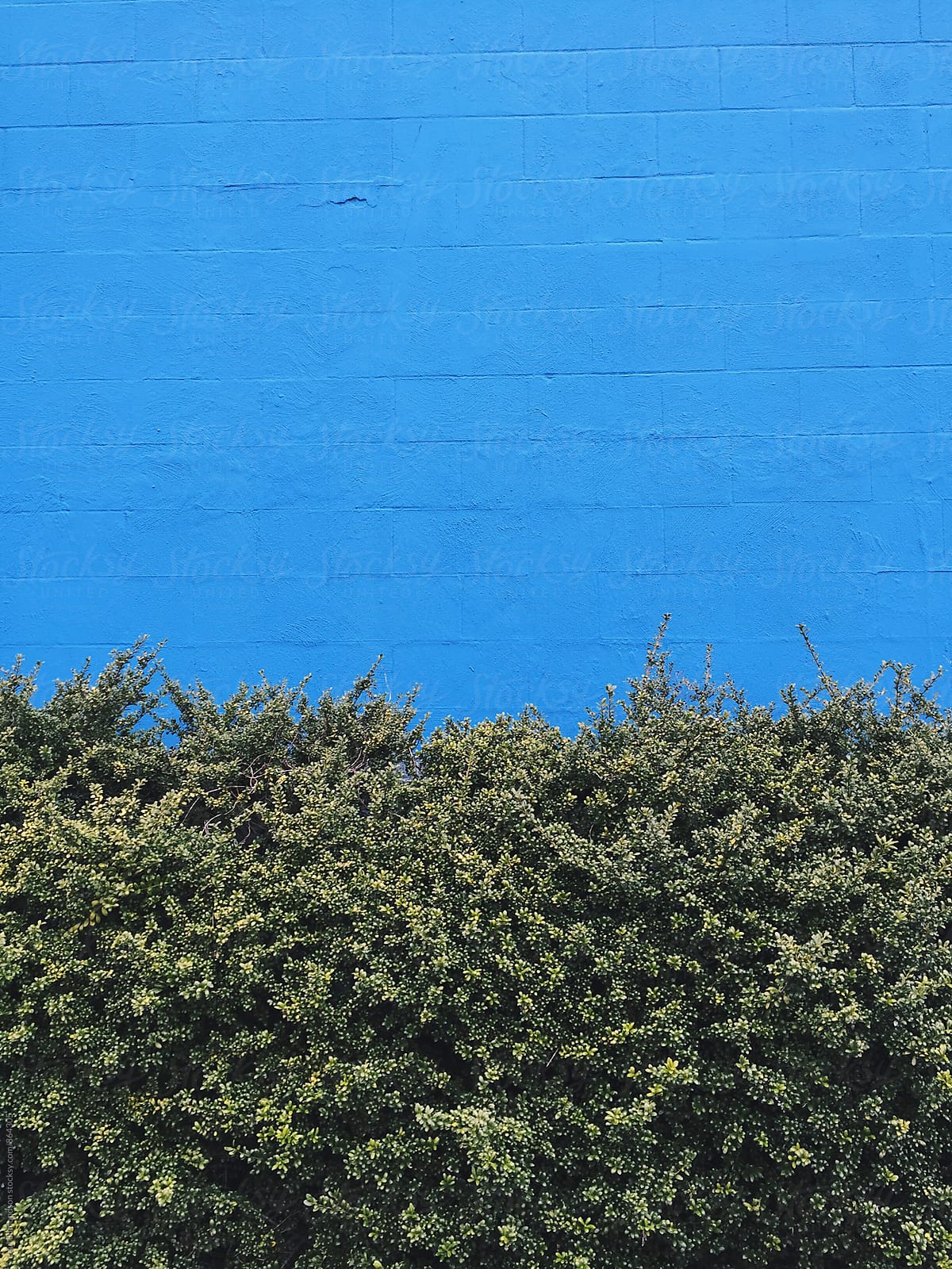 "Green Hedge In Front Of Painted Blue Wall" by Stocksy Contributor ...