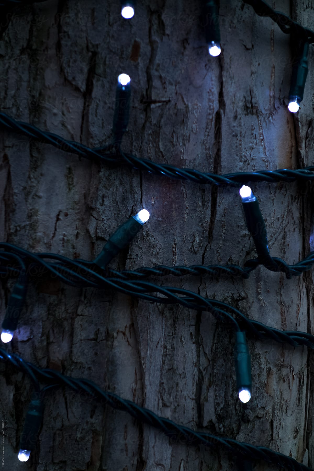 "Decorative Lights On Tree Trunk" by Stocksy Contributor "Jeff ...