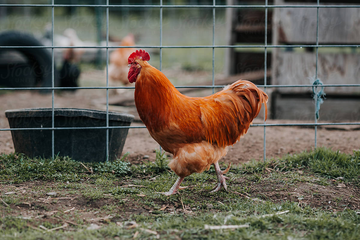 "Rooster In The Barnyard" by Stocksy Contributor "Justin Mullet" - Stocksy