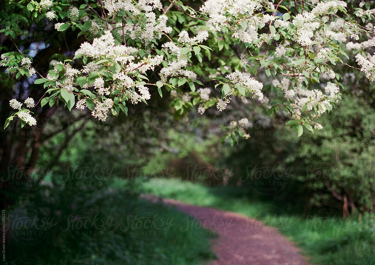 "White Flowers Growing Above A Woodland Path In Summer. Norfolk, UK ...
