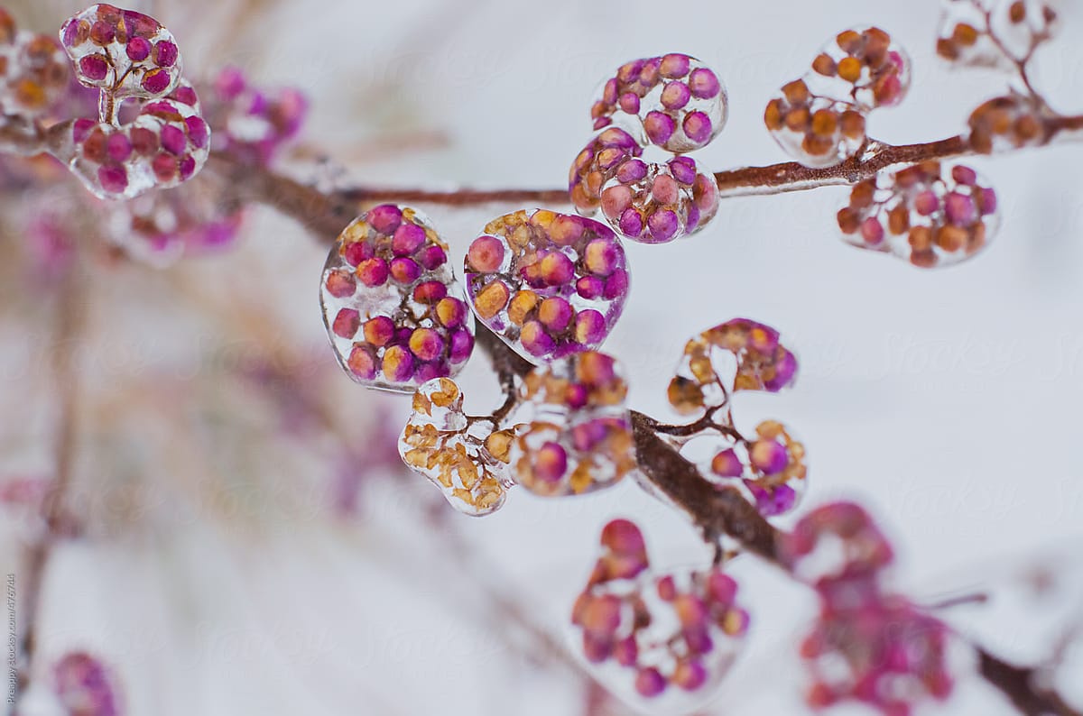 "Flower Buds Coated In Ice After Winter Ice Storm" by Stocksy ...
