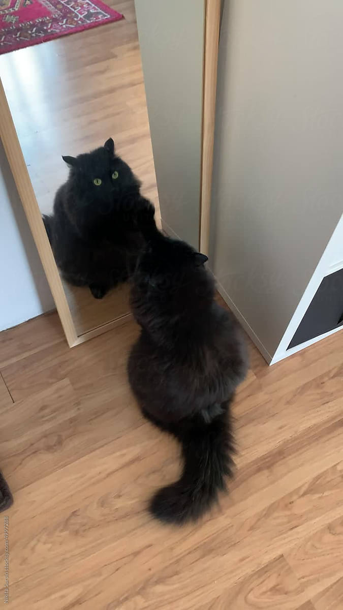 "Black Funny Cat" by Stocksy Contributor "Nikita Sursin" - Stocksy