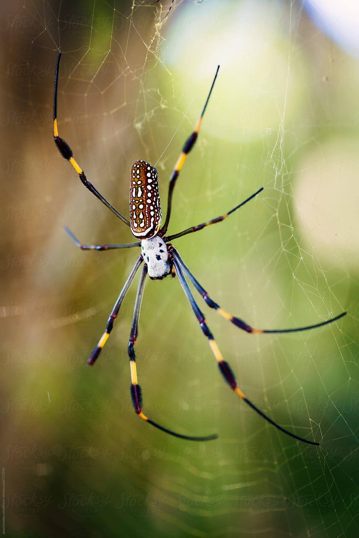 "Closeup Of A Spider With Speckled Abdomen On A Web" by Stocksy ...
