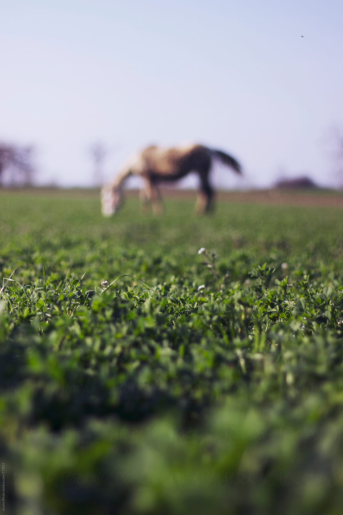 "Horse On Pasture" by Stocksy Contributor "Jovana Rikalo" - Stocksy