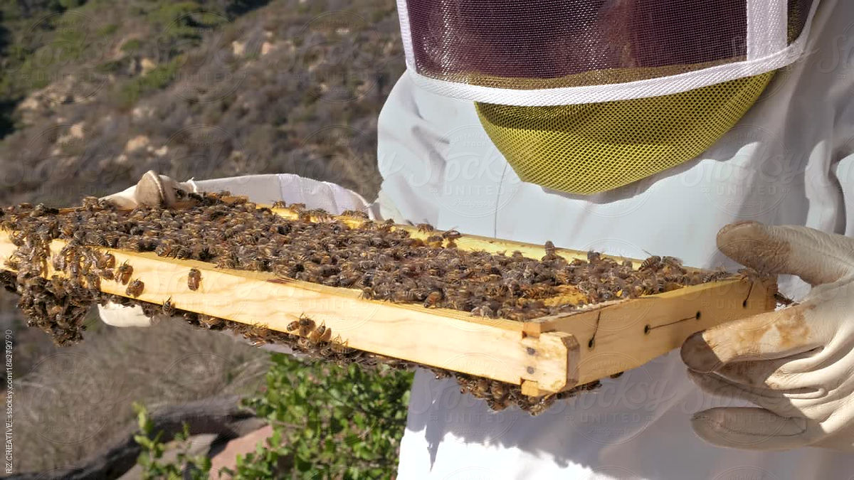 "Beekeeper Handling A Hive Of Bees." by Stocksy Contributor "RZCREATIVE ...