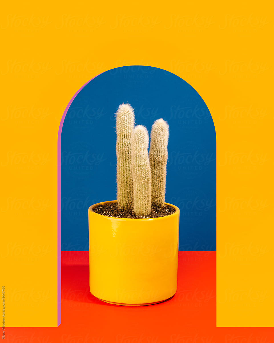 "Cactus In Yellow Pot" by Stocksy Contributor "Diane Villadsen" - Stocksy