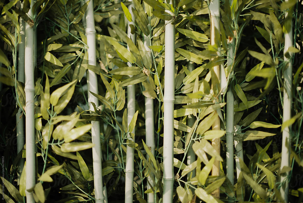 "Dense Bamboo Grove In Sunlight" by Stocksy Contributor "Ruslan Losev ...