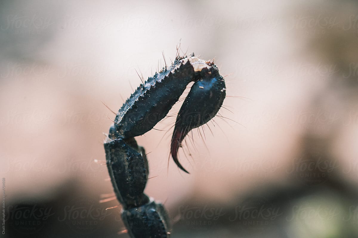 "Giant Forest Scorpions" by Stocksy Contributor "Chalit Saphaphak ...