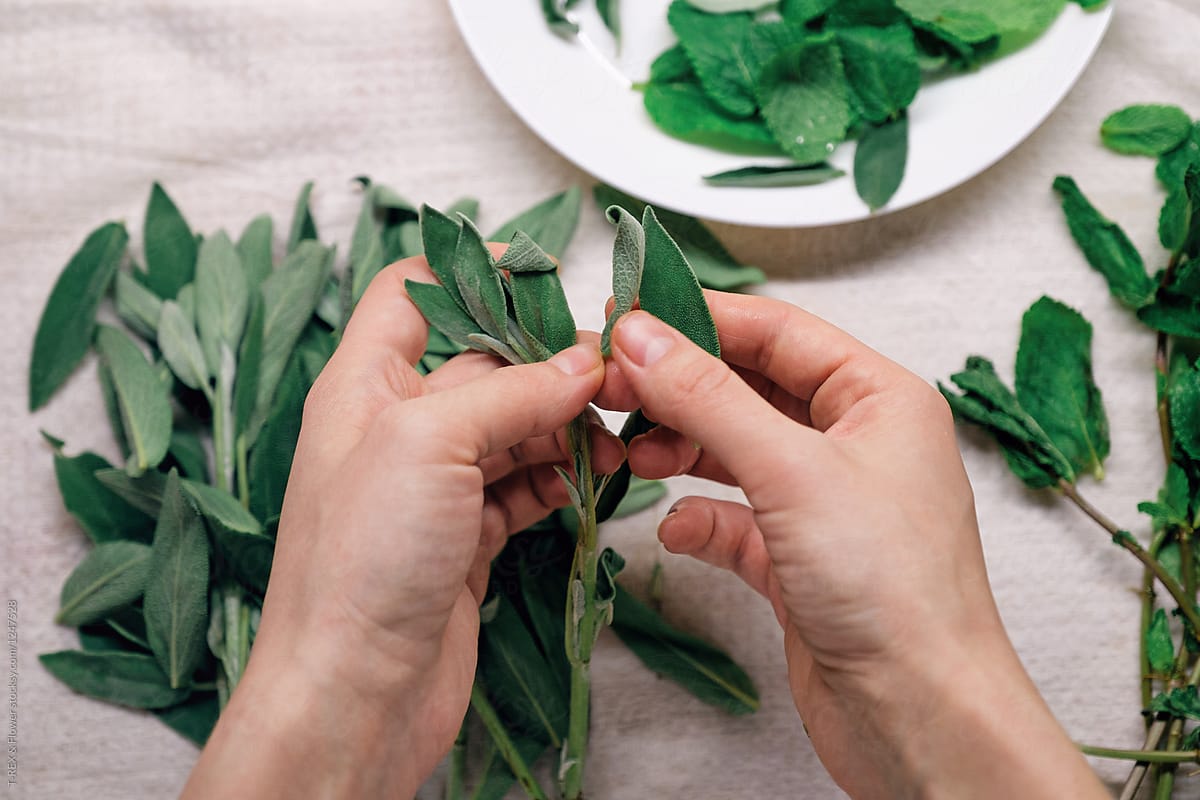 "A Person Separating Leaves" by Stocksy Contributor "Danil Nevsky ...