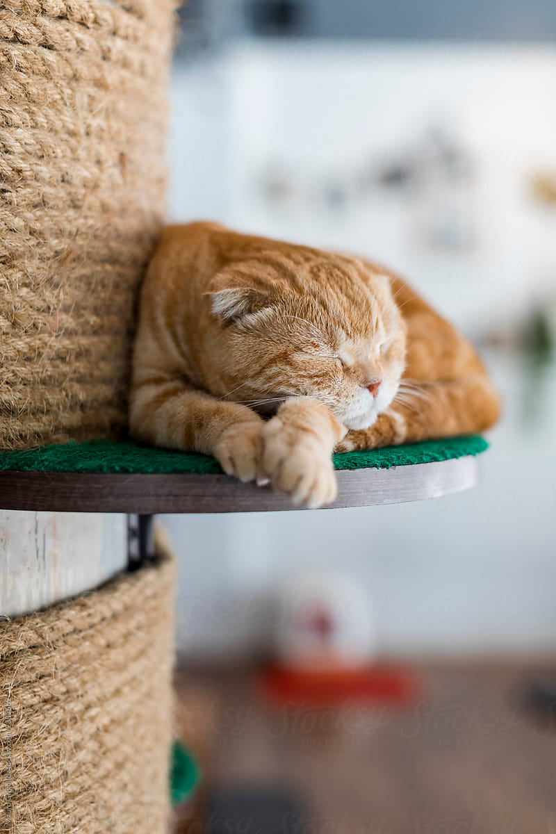 "Cat Sleeping At Home" by Stocksy Contributor "Mauro Grigollo" - Stocksy