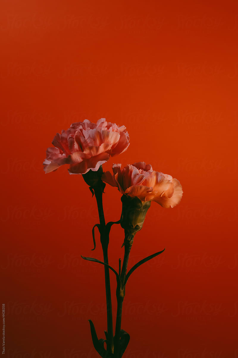 "Couple Of Carnation Pink" by Stocksy Contributor "THAIS RAMOS VARELA ...