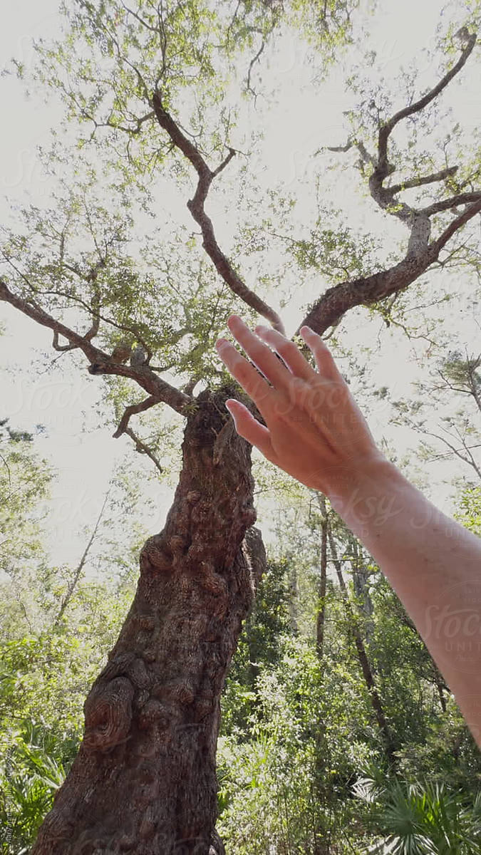 "Hand Reaching Into The Sunlight In Nature" by Stocksy Contributor ...