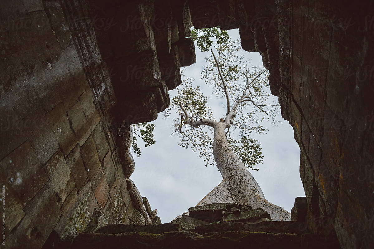 "A Tree On The Stones." by Stocksy Contributor "Oxana Pervomay" - Stocksy