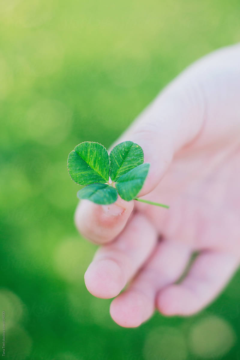 "Four Leaf Clover Held Between Fingers" by Stocksy Contributor "Tana ...