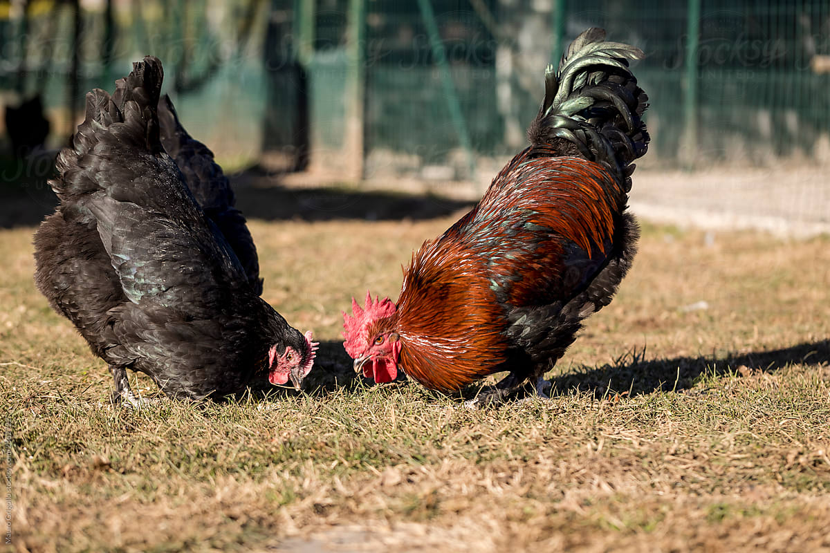 The Marans chickens are known for its extremely dark eggs - Stock Image ...