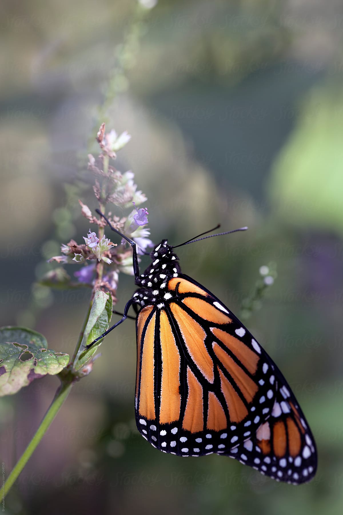 "Monarch Butterfly Macro On Flowers" by Stocksy Contributor "Brandon ...