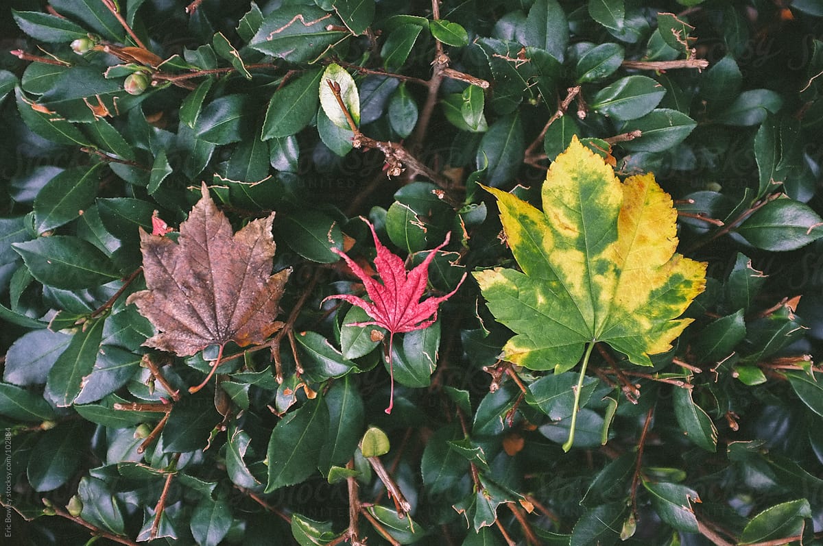 "Three Leaves In Autumn" by Stocksy Contributor "Eric Kimberlin" - Stocksy