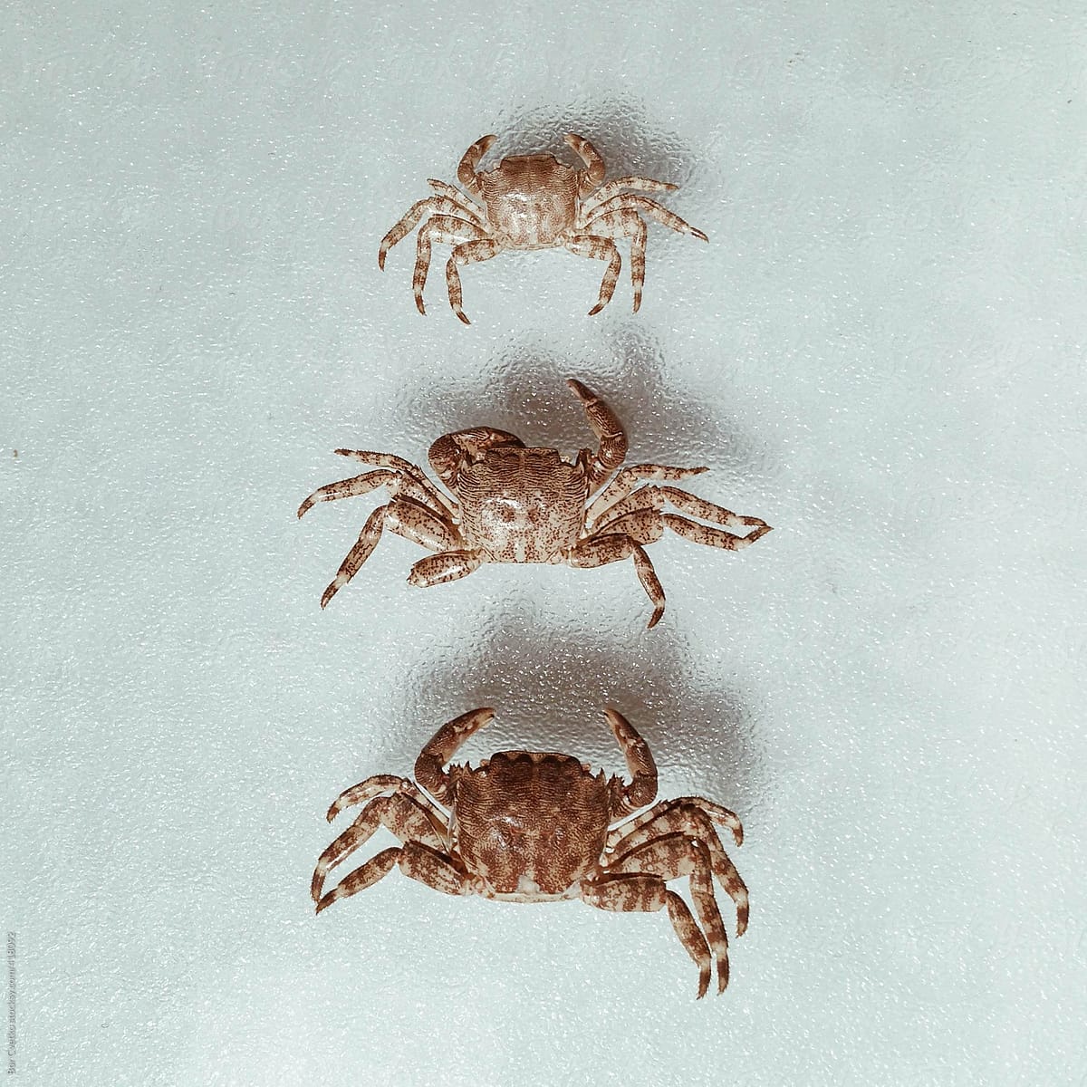 "Three Dead Dried Crabs On A Glass" by Stocksy Contributor "Bor Cvetko ...